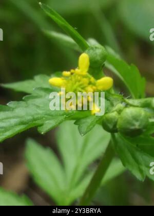 Spring Avens (Geum vernum) Plantae Stock Photo - Alamy