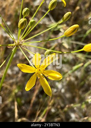 goldenstar (Bloomeria crocea) Plantae Stock Photo - Alamy