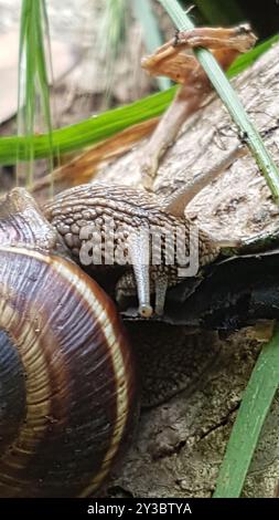 Turkish Snail (Helix lucorum), Mollusca, Ртањ, Србија Stock Photo - Alamy
