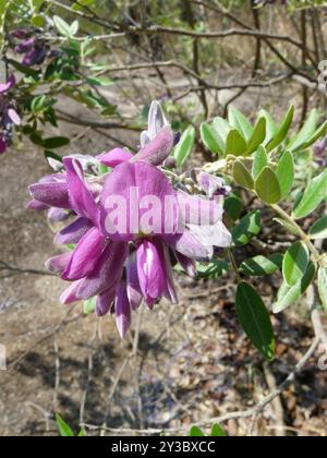 Cork Bush (Mundulea sericea) Plantae Stock Photo - Alamy