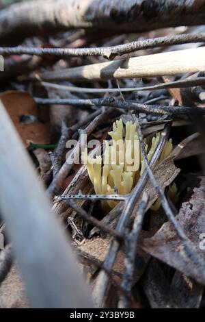 (Ramaria lorithamnus) Fungi Stock Photo - Alamy