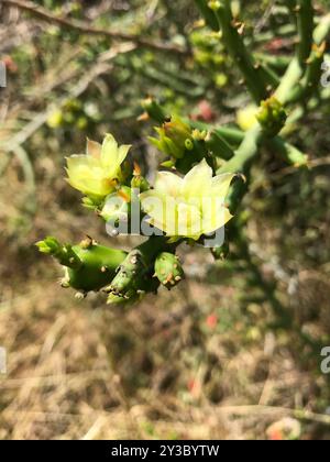 Christmas cholla (Cylindropuntia leptocaulis), Plantae, Llano, Texas ...