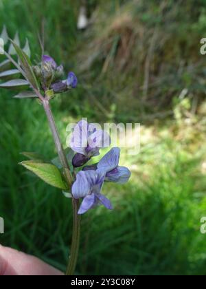 Bush Vetch (Vicia sepium), Plantae, Селивановский р-н, Владимирская обл ...