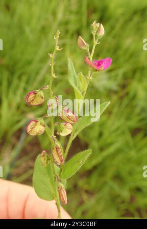 (Polygala hispida) Plantae Stock Photo - Alamy