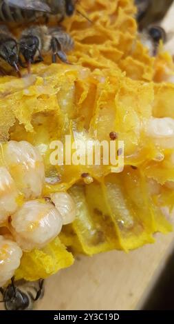Varroa Mite (Varroa destructor) Arachnida Stock Photo - Alamy