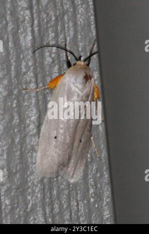 Fruit Tree Borer (Maroga melanostigma) Insecta Stock Photo - Alamy