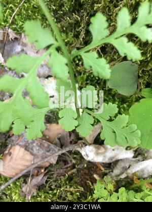 Mackay's Fragile Fern (Cystopteris tenuis) Plantae Stock Photo - Alamy