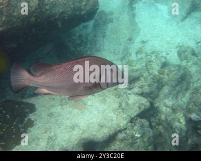 Blubberlip (Plectorhinchus gibbosus) Actinopterygii Stock Photo - Alamy