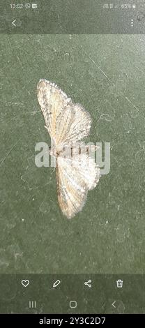 Common Pug (Eupithecia vulgata), Insecta, Corsham, UK Stock Photo - Alamy