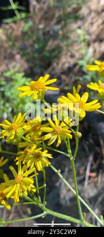(Packera neomexicana neomexicana) Plantae Stock Photo - Alamy