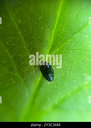 (Trachys minutus) Insecta Stock Photo - Alamy