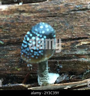 Nargan's bonnet (Mycena nargan) Fungi Stock Photo - Alamy