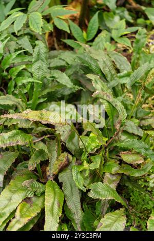 Zurich, Switzerland, March 9, 2024 Leptochilus Decurrens plant at the ...