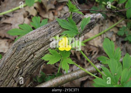bristly buttercup (Ranunculus hispidus) Plantae Stock Photo - Alamy