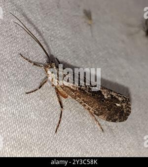 Giant Casemaker Caddisflies (Phryganeidae) Insecta Stock Photo - Alamy