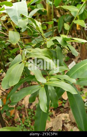 Brexia madagascariensis is a plant species native to Madagascar ...