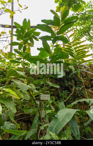 Brexia madagascariensis is a plant species native to Madagascar ...