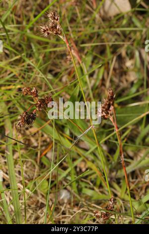 Field woodrush (Luzula campestris) Plantae Stock Photo - Alamy