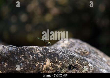 Green Metalwing (Neurobasis chinensis) Insecta Stock Photo - Alamy