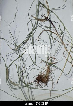 Smooth-cone Sedge (Carex laeviconica), Plantae, Saint-Boniface ...
