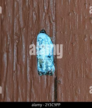 Snowy-shouldered Acleris Moth (Acleris nivisellana) Insecta Stock Photo ...