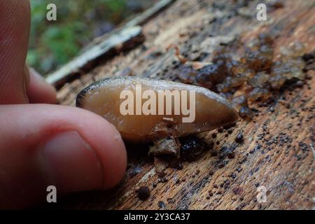 Carolina Mantleslug (Philomycus carolinianus) Mollusca Stock Photo - Alamy