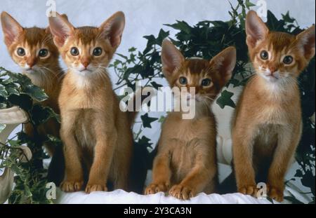 Abyssinian, litter, 12 weeks old, kittens Stock Photo - Alamy