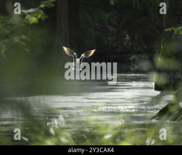 Backlit bald cypress trees in Lake Martin, a bayou swamp, near Breaux ...