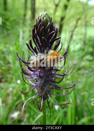 Black Rampion (Phyteuma nigrum) Plantae Stock Photo - Alamy