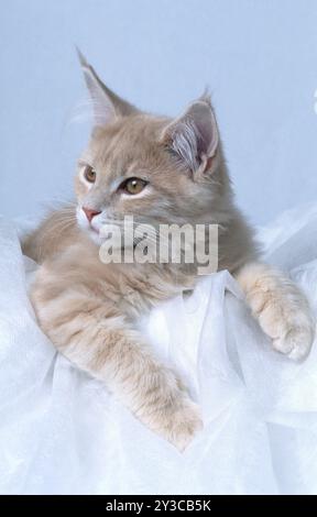 Main-Coone cat cream-classic-tabby 16 weeks old Stock Photo - Alamy