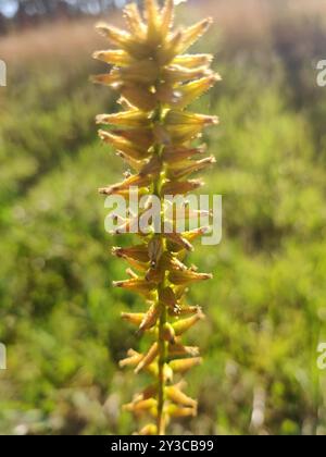 Yellow Colicroot (Aletris lutea) Plantae Stock Photo - Alamy