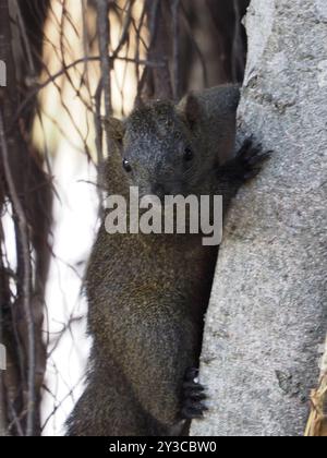 Taiwan Squirrel (Callosciurus erythraeus thaiwanensis) Mammalia Stock ...