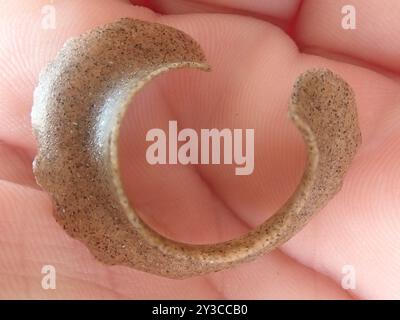Moon Snails (Naticidae) Mollusca Stock Photo - Alamy
