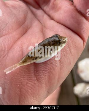 Least Puffer (Sphoeroides parvus) Actinopterygii Stock Photo - Alamy