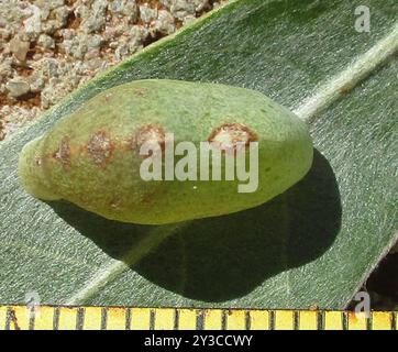 Southern Sapphire (Iolaus silas) Insecta Stock Photo - Alamy