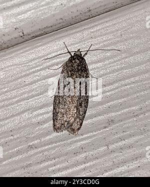 Poplar Micromoth (Semioscopis inornata) Insecta Stock Photo - Alamy