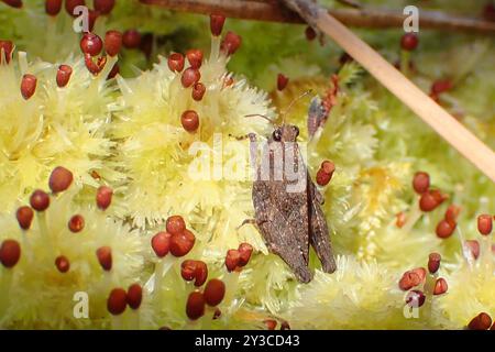 Crested Pygmy Grasshopper (Nomotettix cristatus) Insecta Stock Photo ...