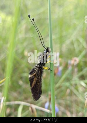 (Libelloides hispanicus) Insecta Stock Photo - Alamy