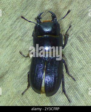 Antelope Beetle (Dorcus parallelus) Insecta Stock Photo - Alamy