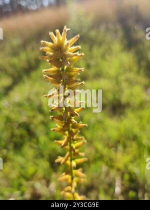 Yellow Colicroot (Aletris lutea) Plantae Stock Photo - Alamy