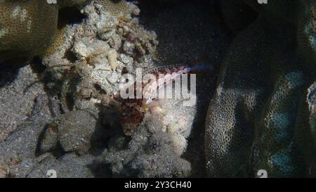 Spotted sandperch (Parapercis punctulata) Actinopterygii Stock Photo ...