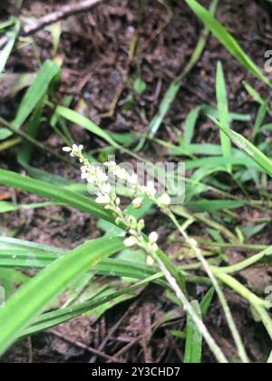 Dotted Smartweed (Persicaria punctata) Plantae Stock Photo - Alamy