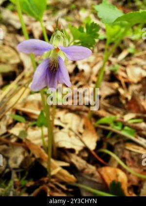 Le Conte's Violet (Viola affinis) Plantae Stock Photo - Alamy