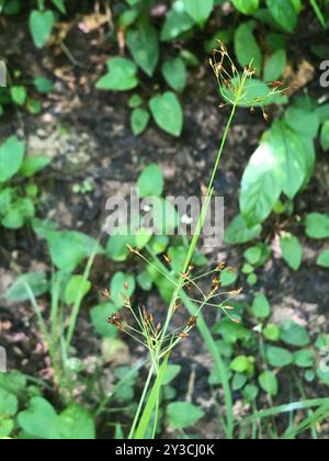 mingled beaksedge (Rhynchospora mixta) Plantae Stock Photo - Alamy