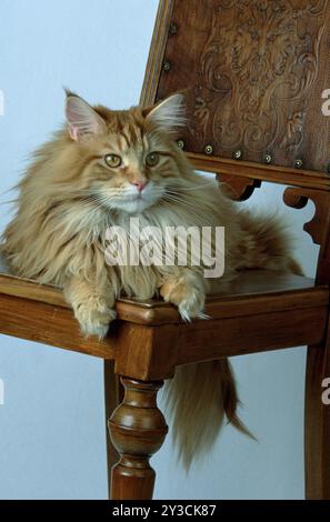 Main-Coone cat red-classic-tabby 12 weeks old Stock Photo - Alamy