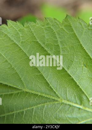 dwarf raspberry (Rubus pubescens) Plantae Stock Photo - Alamy