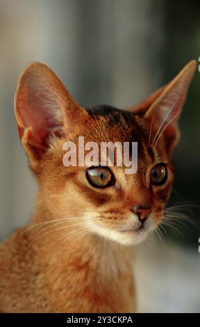 Abyssinian, wild coloured, male, 13 weeks old Stock Photo - Alamy