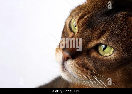Abyssinian wild coloured, abyssinian cat ruddy Stock Photo - Alamy