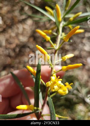Narrow-leaf Geebung (Persoonia linearis) Plantae Stock Photo - Alamy