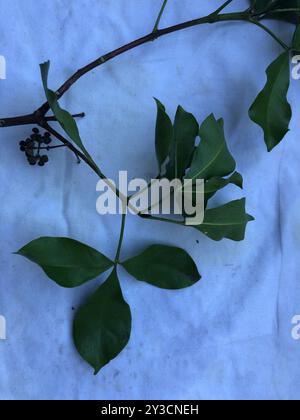 Wharangi (Melicope ternata) Plantae Stock Photo - Alamy